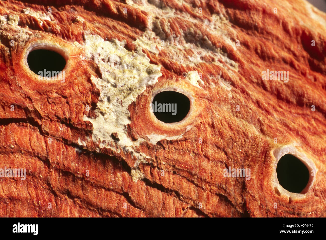 Exterior of abalone shell Stock Photo - Alamy