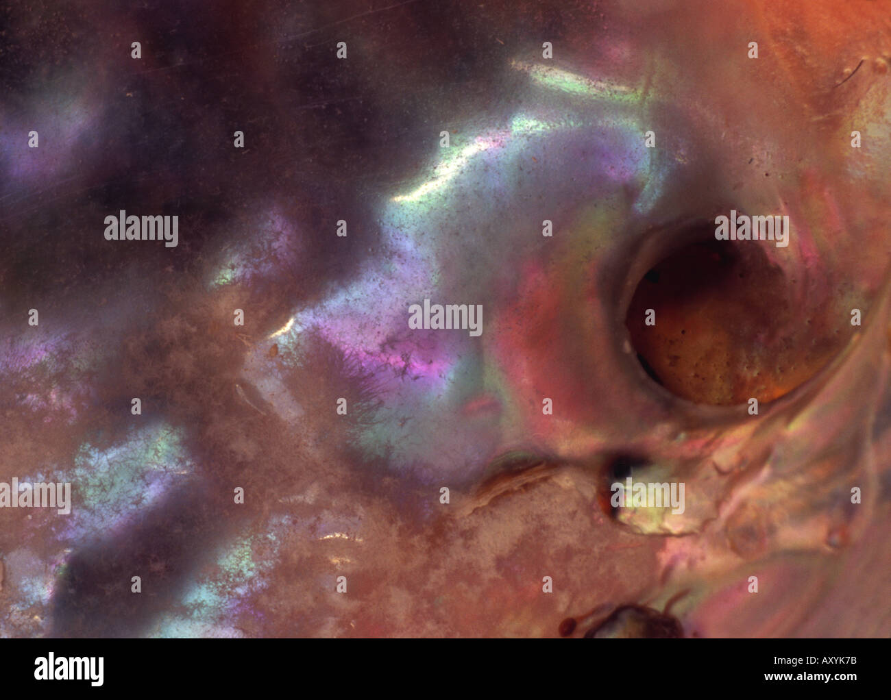 Abalone poaching hi-res stock photography and images - Alamy