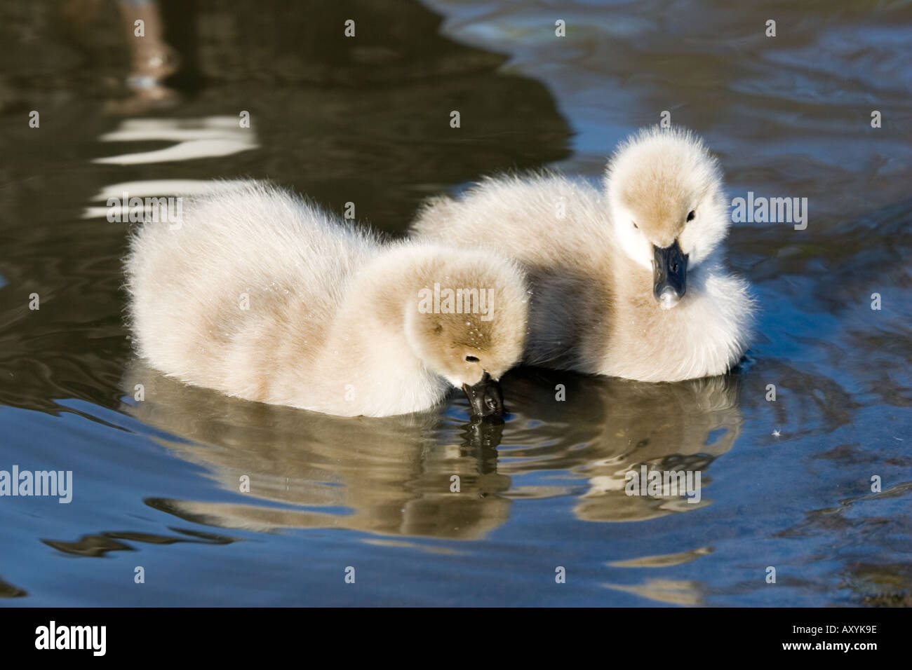 Black australian swan hi-res stock photography and images - Alamy