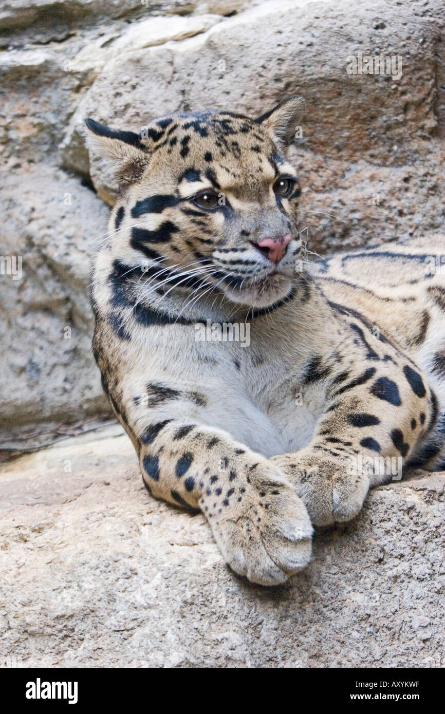 Clouded leopard Neofelis nebulosain San Antonio Zoo Texas TX USA Stock ...