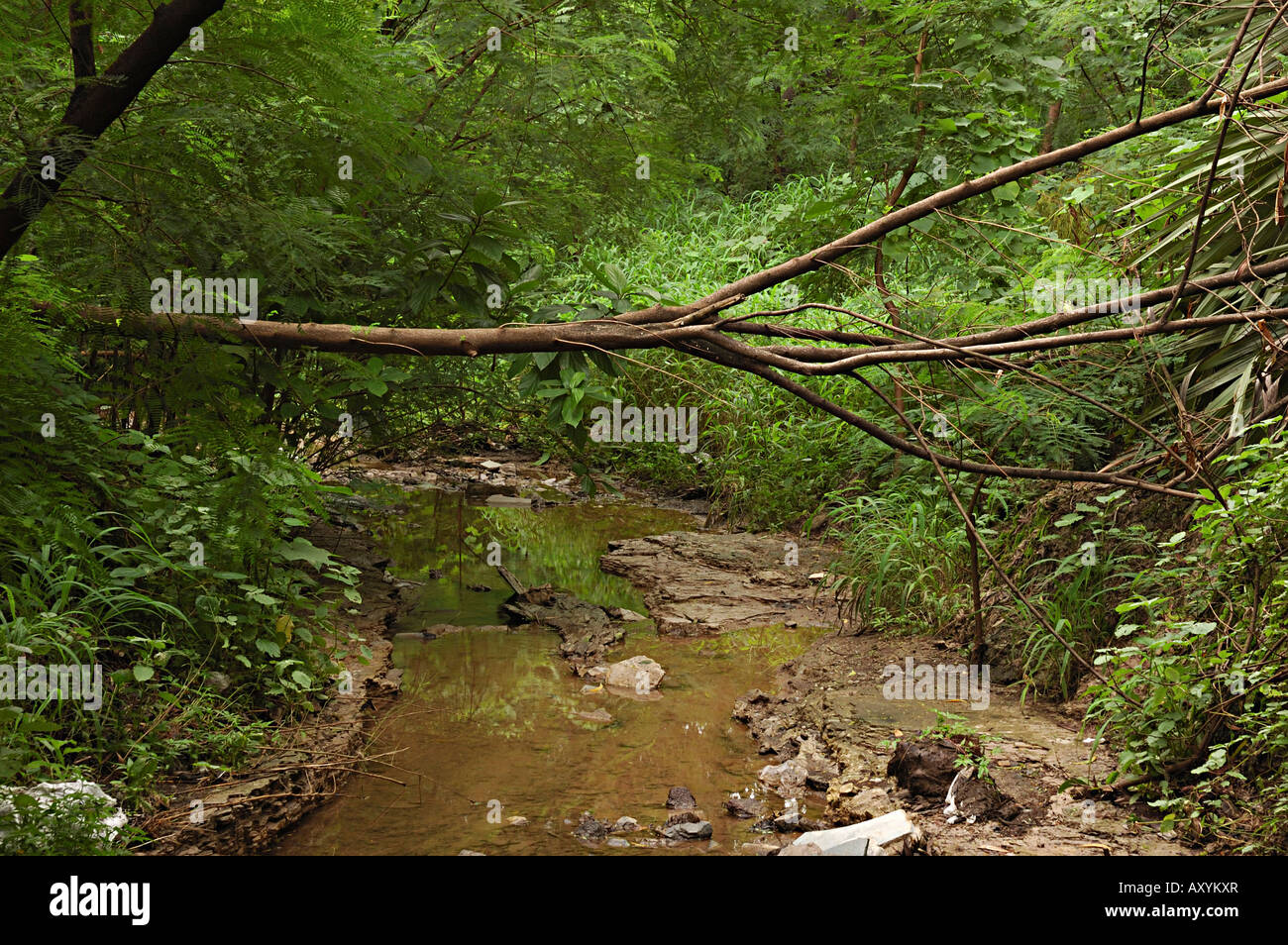 Dry tree fallen across a steam Stock Photo - Alamy