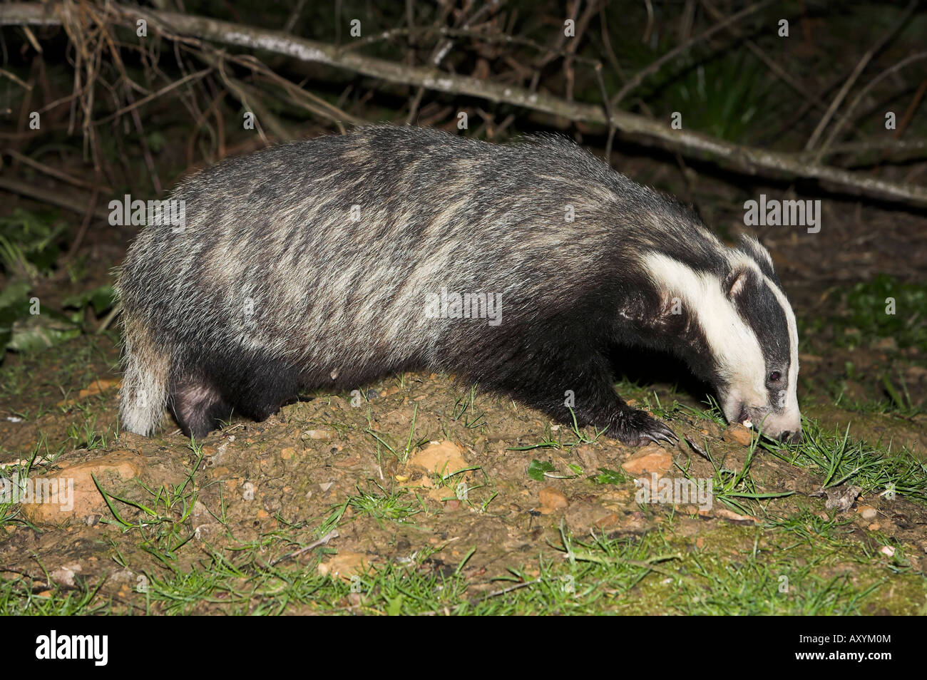 Eurasian badger by sett Stock Photo - Alamy