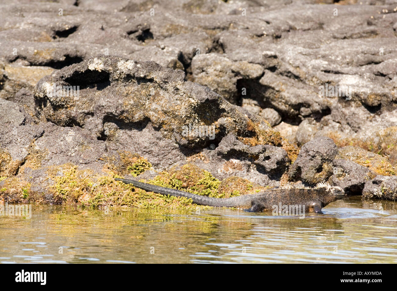 Marine iguana (Amblyrhynchus cristatus) walking into the water ...