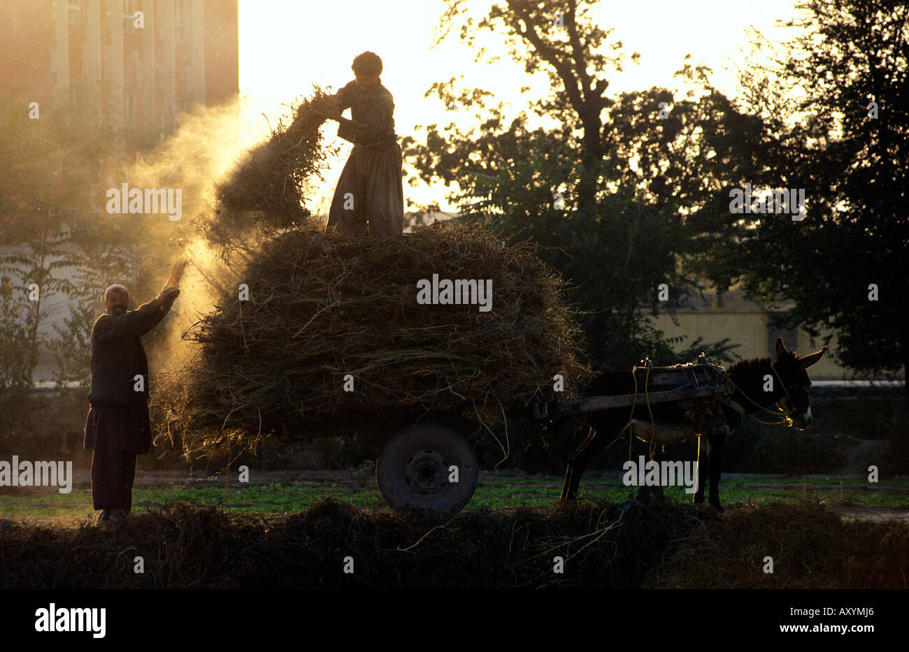 Loading cart hi-res stock photography and images - Alamy