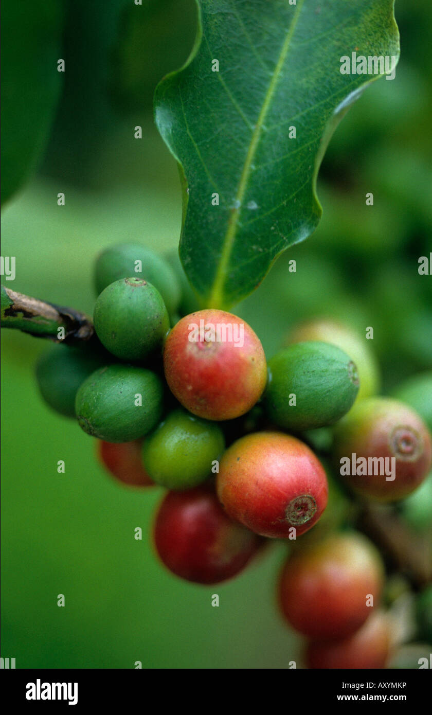 coffee plant tree detail Stock Photo - Alamy