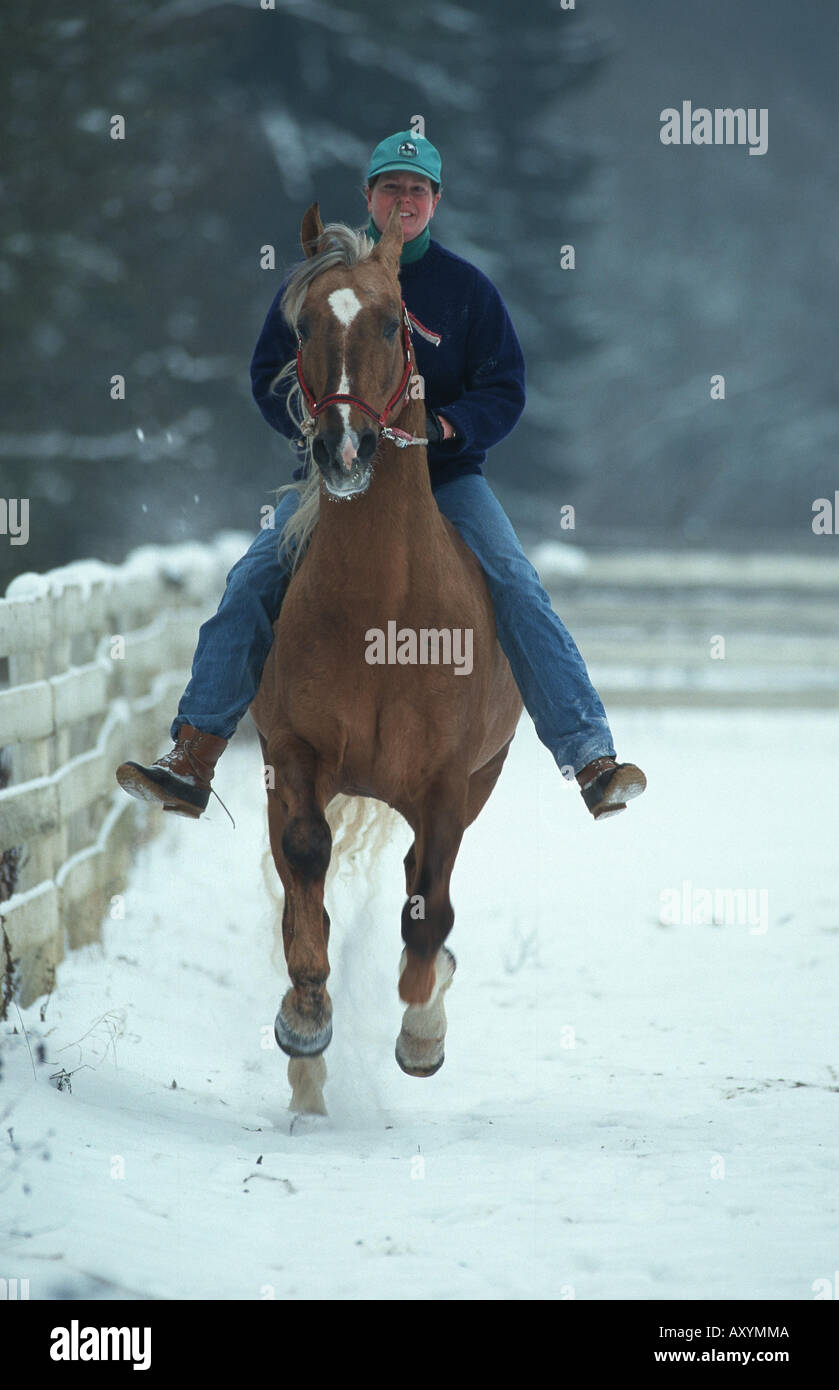 American saddlebred horses hi-res stock photography and images - Alamy