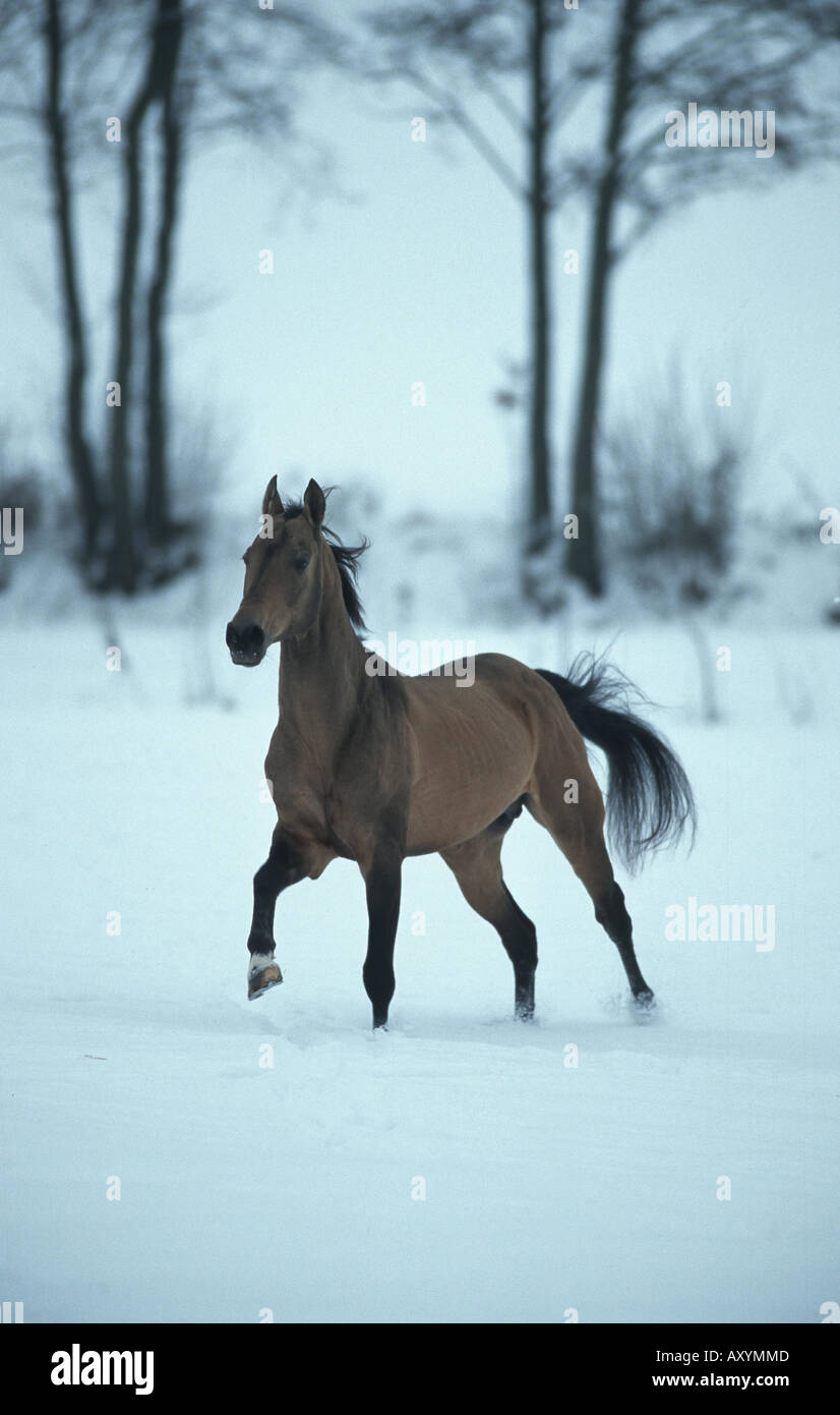 Akhal teke horse galloping on hi-res stock photography and images - Alamy