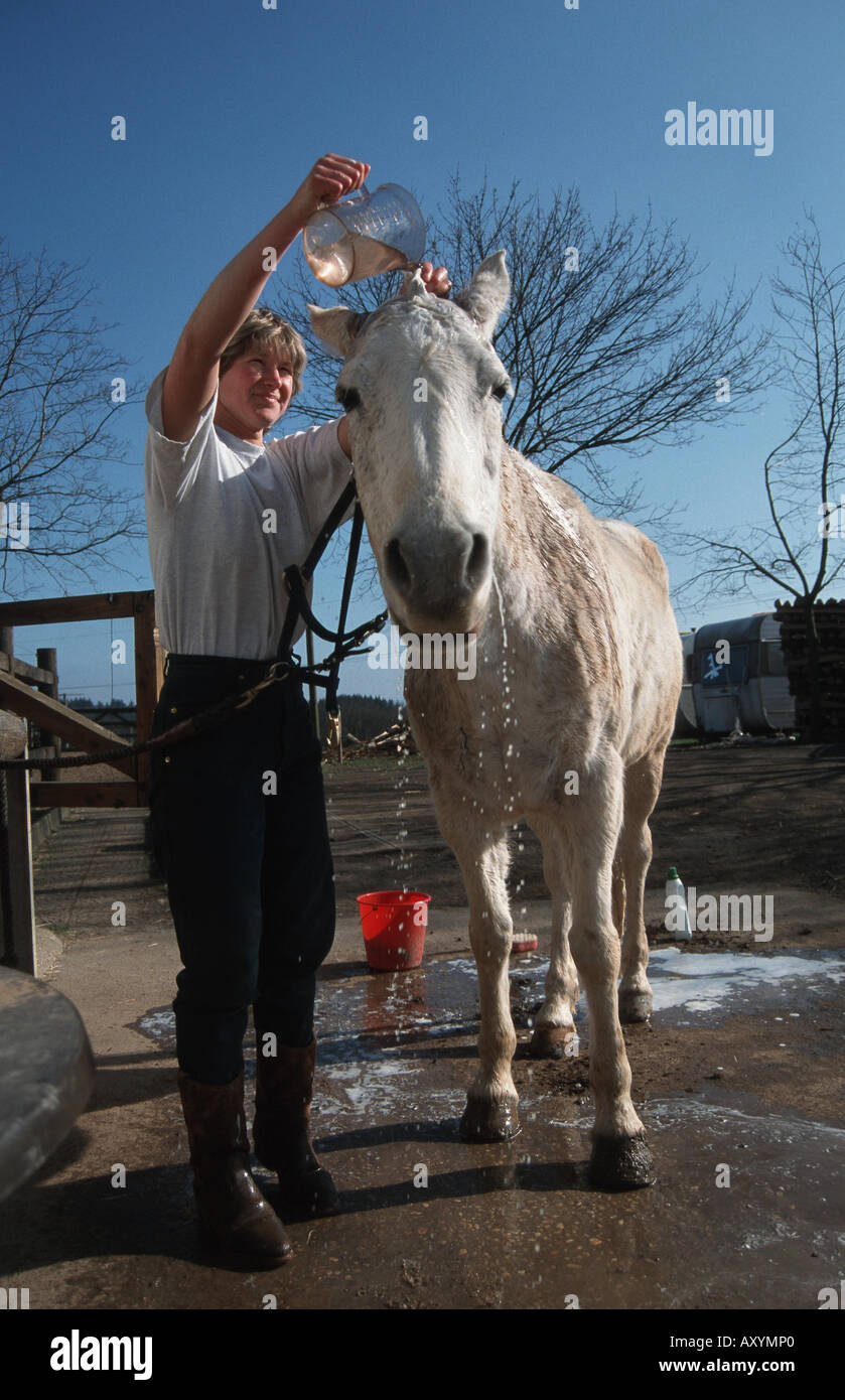 Connemara pony (Equus przewalskii f. caballus), washing Stock Photo - Alamy