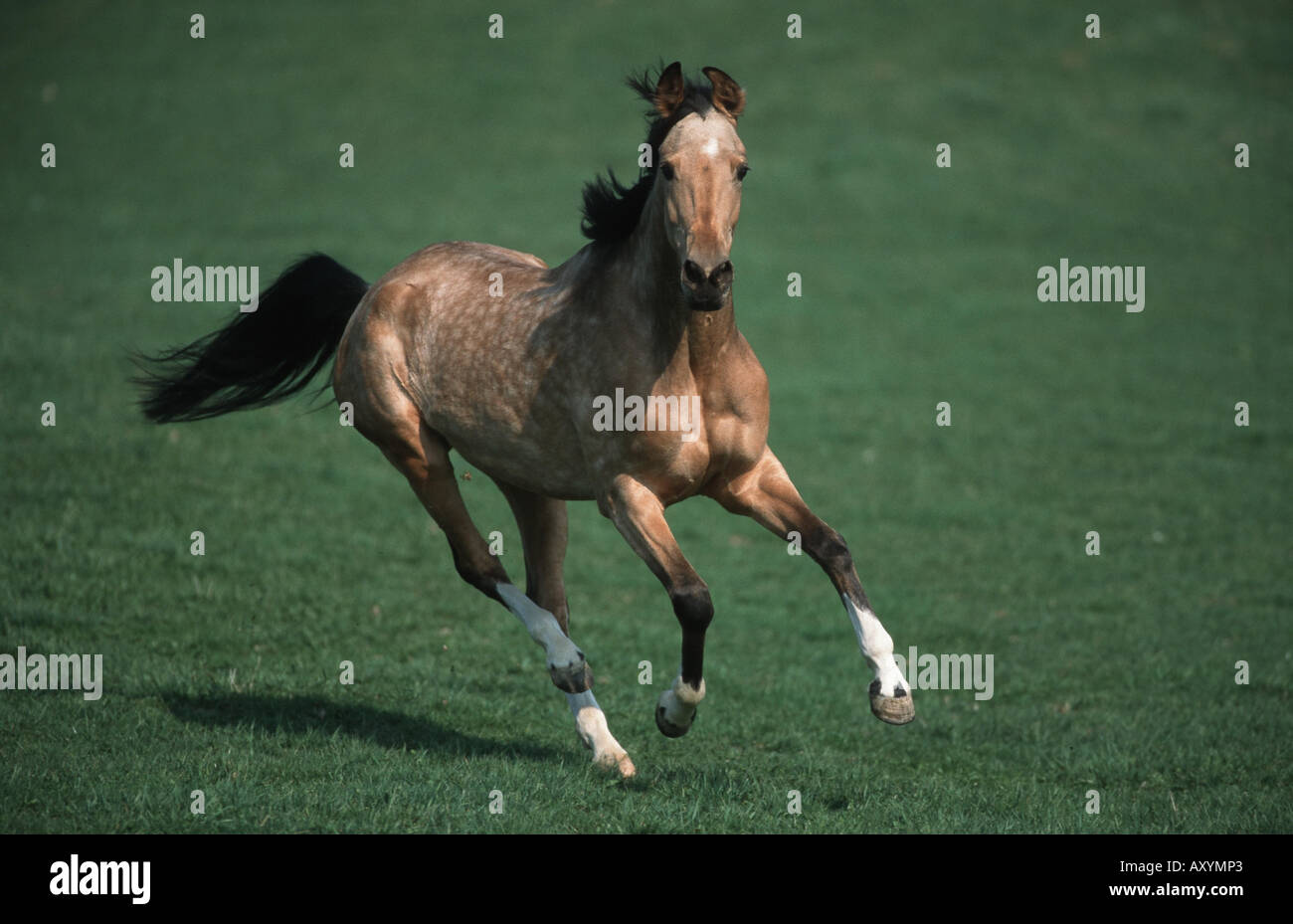 Akhal-Teke horse (Equus przewalskii f. caballus), galloping on pasture ...