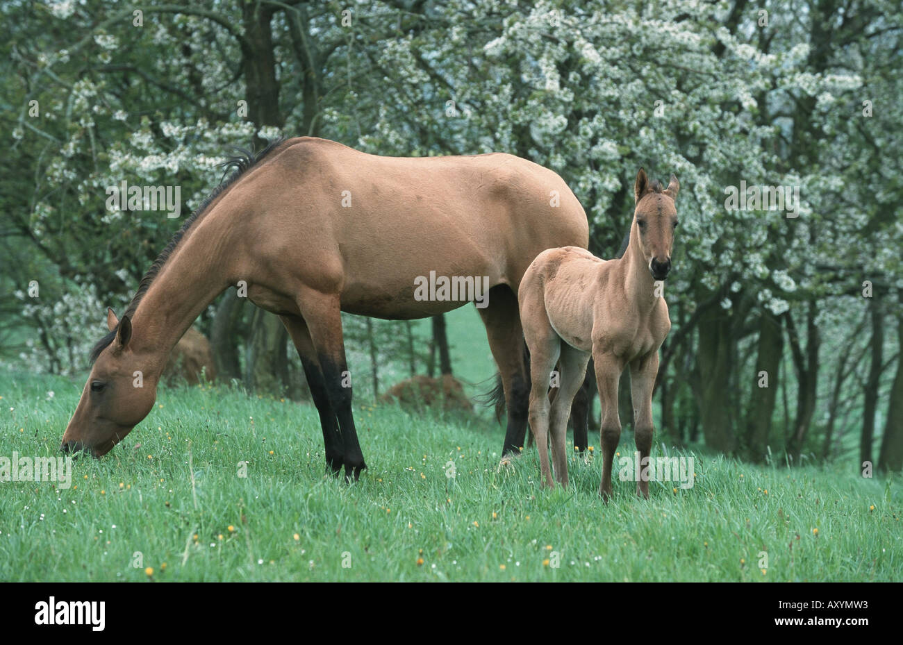 Akhal-Teke horse (Equus przewalskii f. caballus), grazing mare with ...