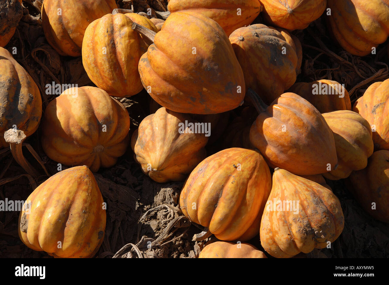 Goards hi-res stock photography and images - Alamy