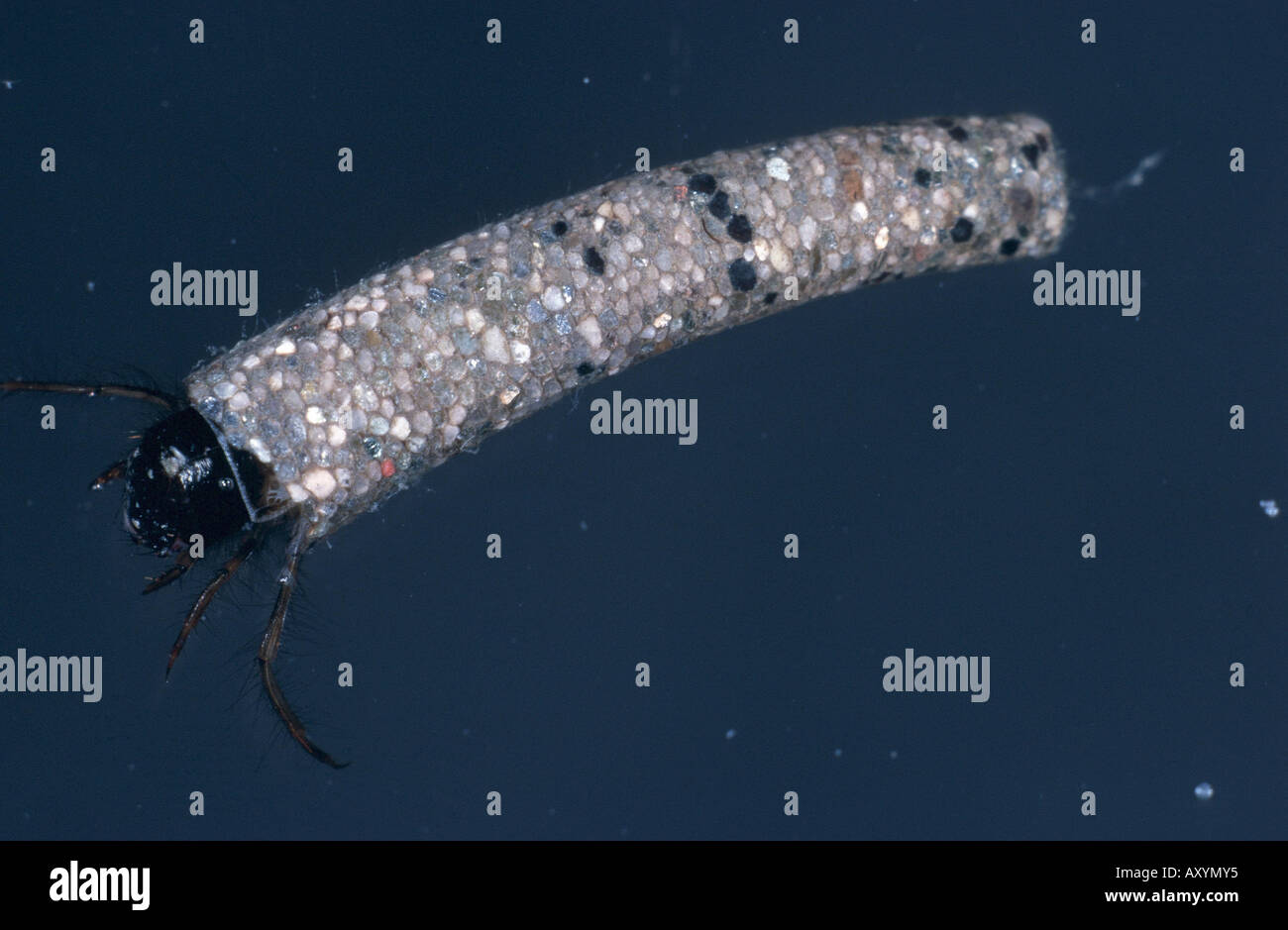 caddis fly (Sericostoma pedemontanum), larva Stock Photo - Alamy