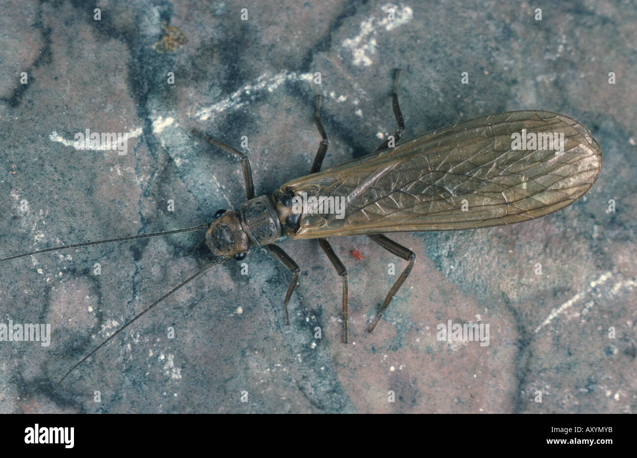 Isoperla hi-res stock photography and images - Alamy