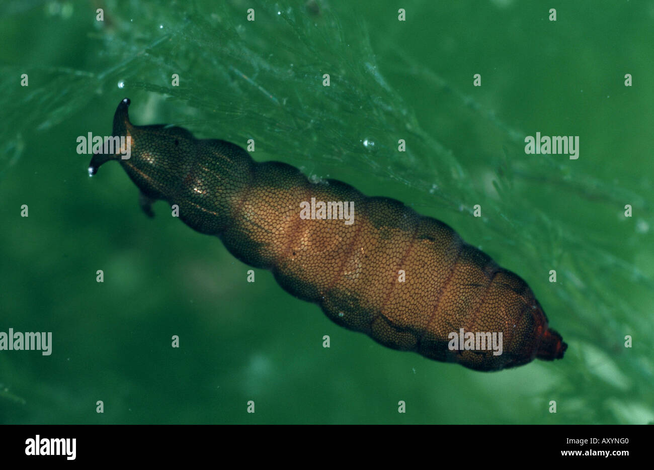 Stratiomyidae Larvae