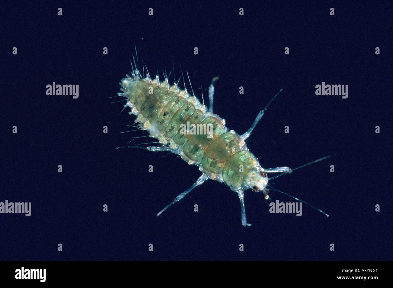 Larva hecker sauer hi-res stock photography and images - Alamy