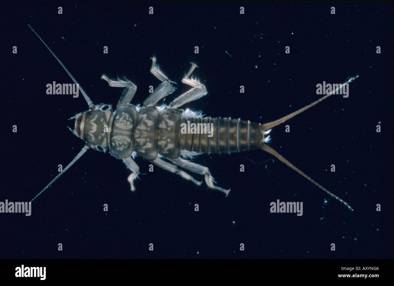 stonefly (Dinocras cephalotes), larva Stock Photo - Alamy