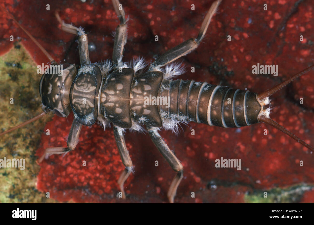 stonefly (Dinocras cephalotes), larva Stock Photo - Alamy