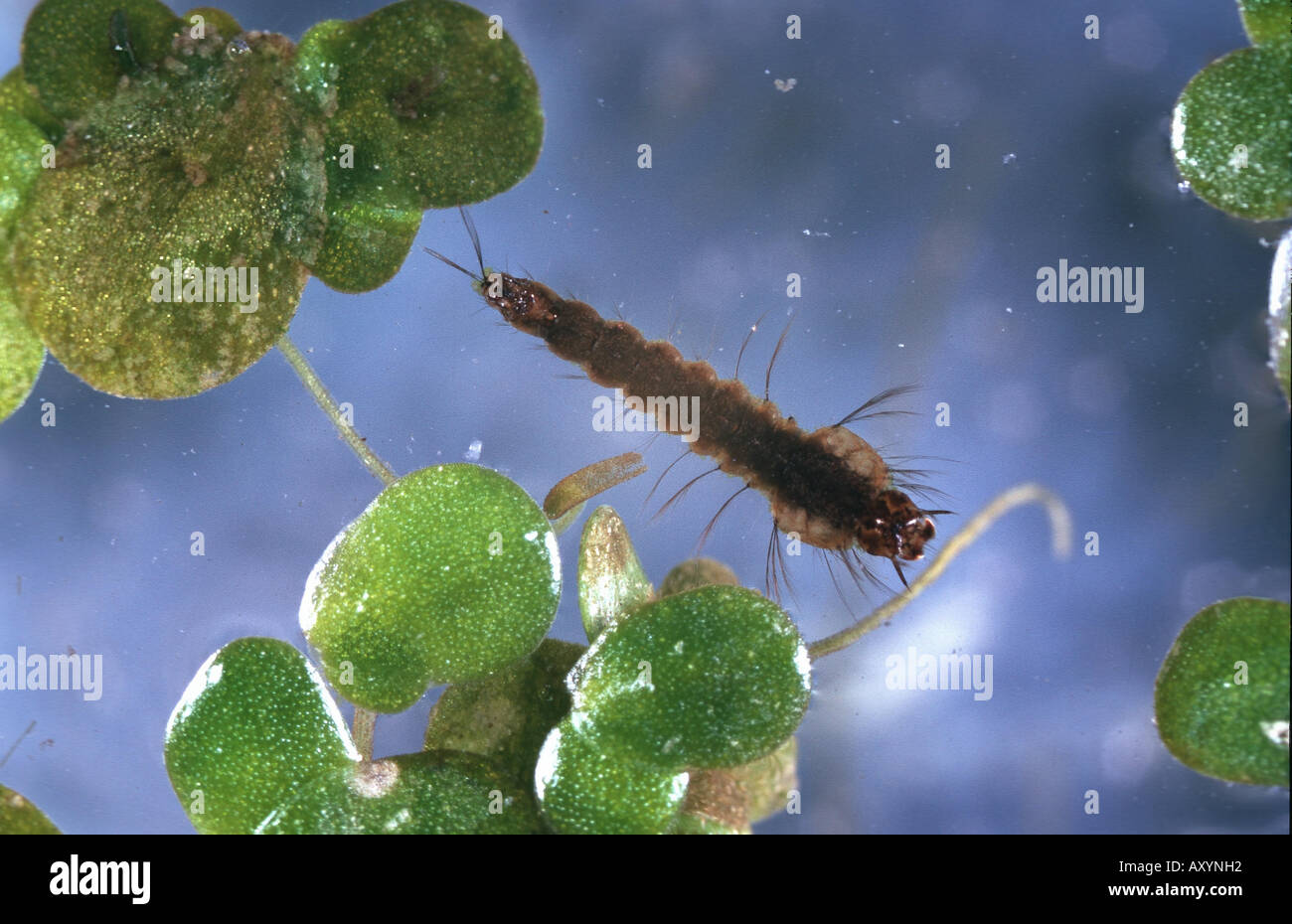 Mosquito larvae culex hi-res stock photography and images - Alamy