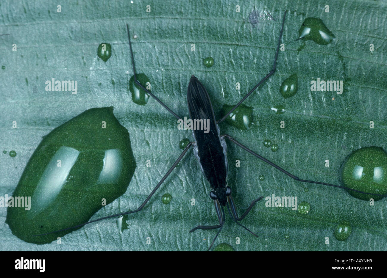 pond skater, water strider, pond skipper (Gerris lacustris Stock Photo ...