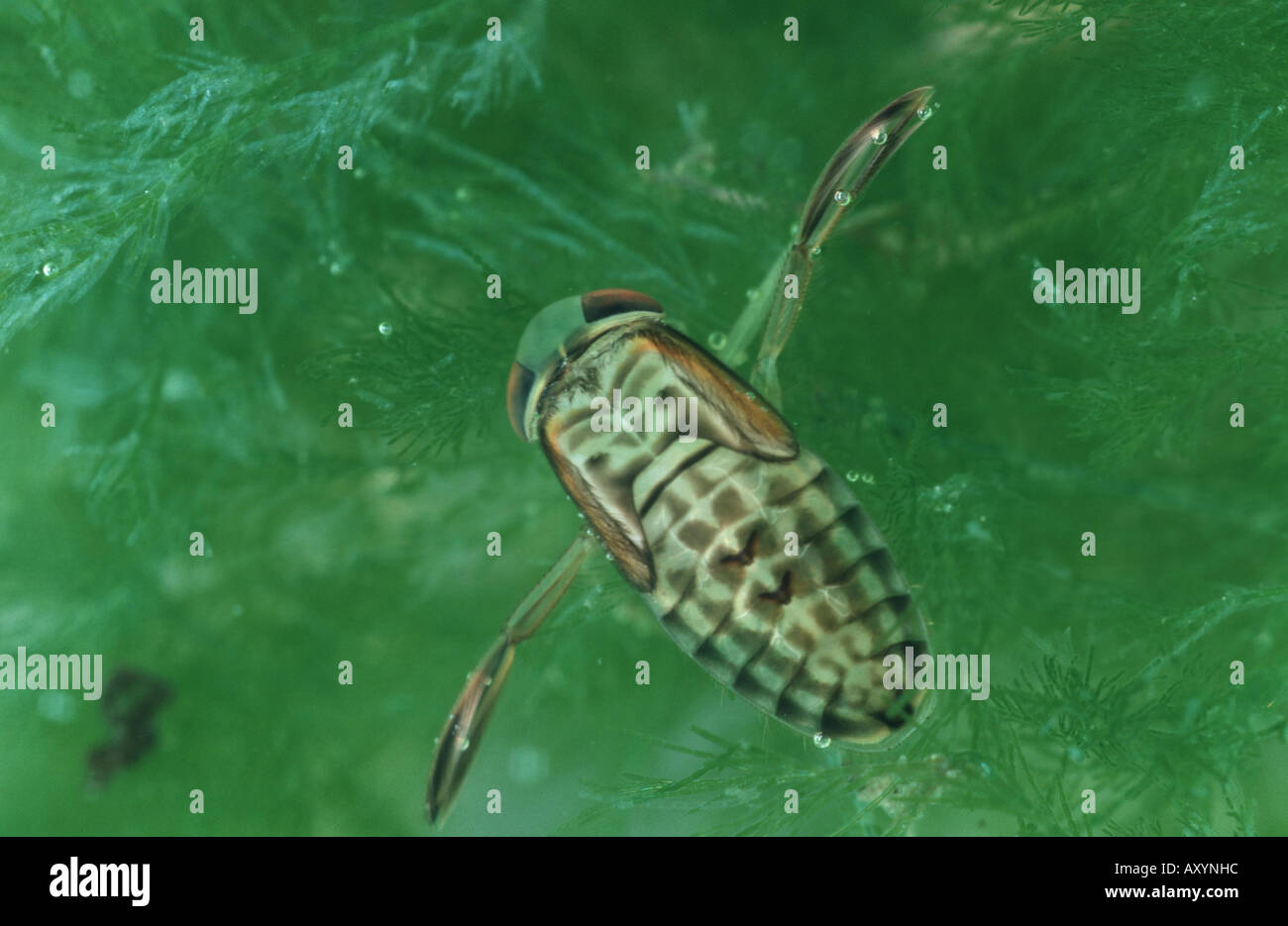 Bug corixa spec hi-res stock photography and images - Alamy