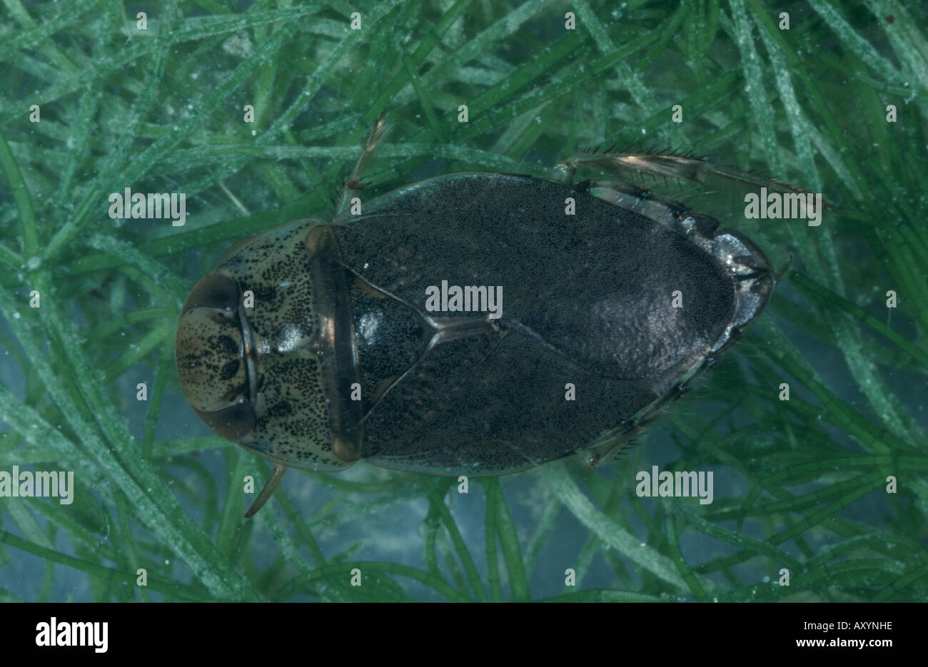 saucer bug (Ilyocoris cimicoides Stock Photo - Alamy