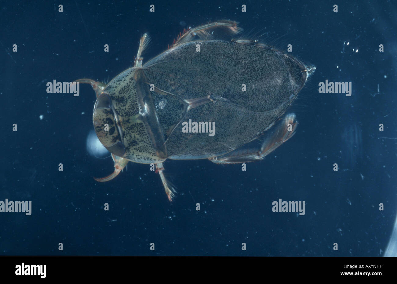 saucer bug (Ilyocoris cimicoides Stock Photo - Alamy