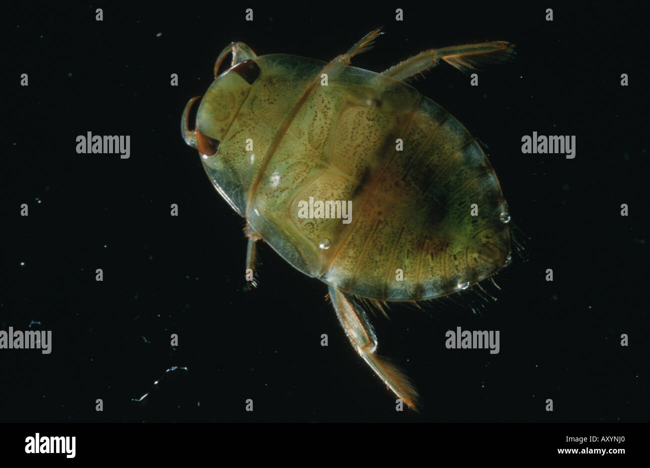 saucer bug (Ilyocoris cimicoides), nymph Stock Photo - Alamy