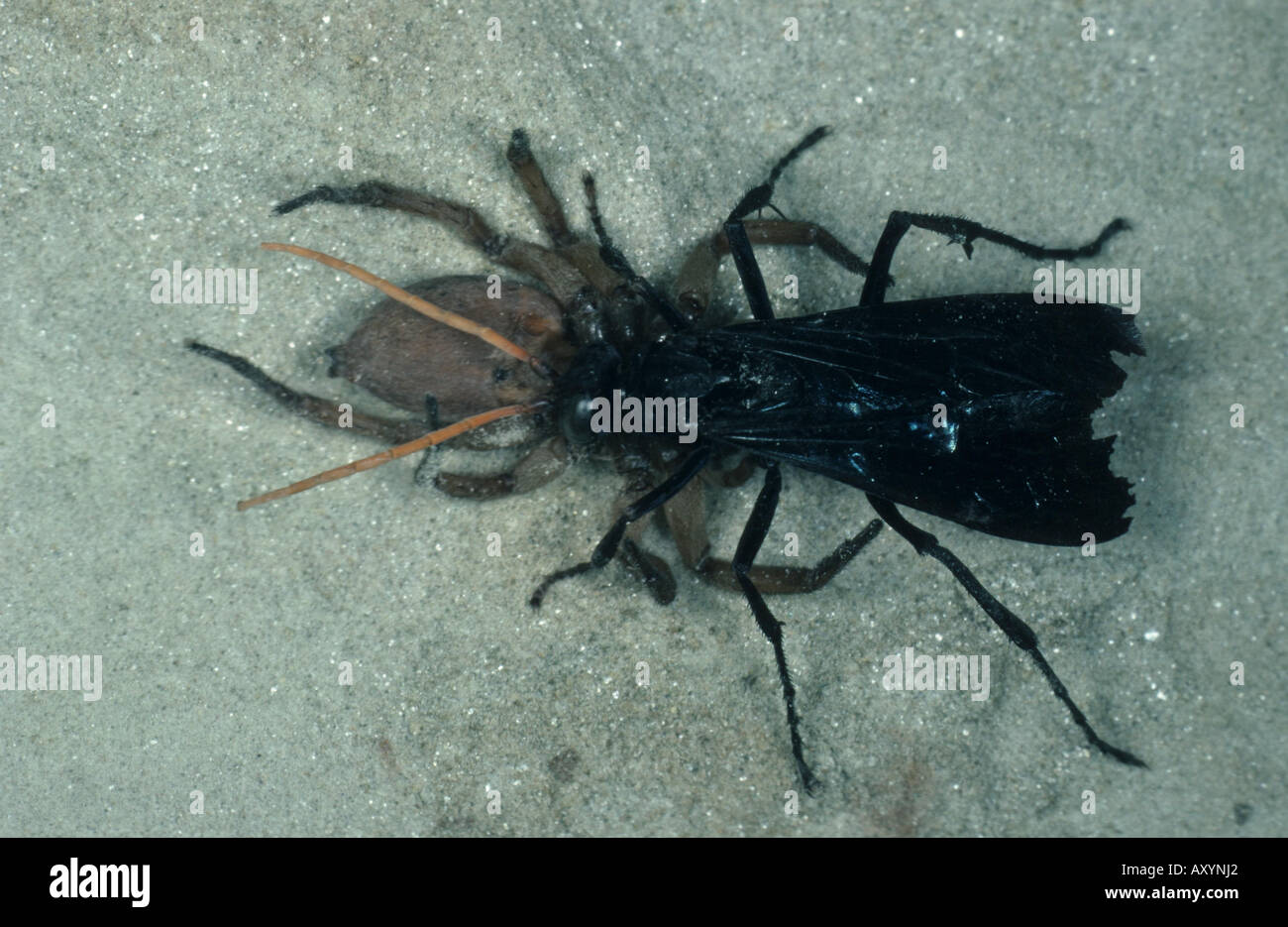 pompilids, spider-hunting wasp, spider wasp (Pepsis gambia), with ...