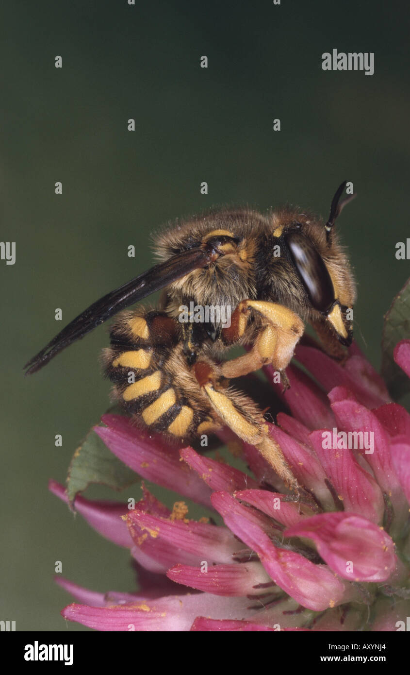 Anthidium bee hi-res stock photography and images - Alamy