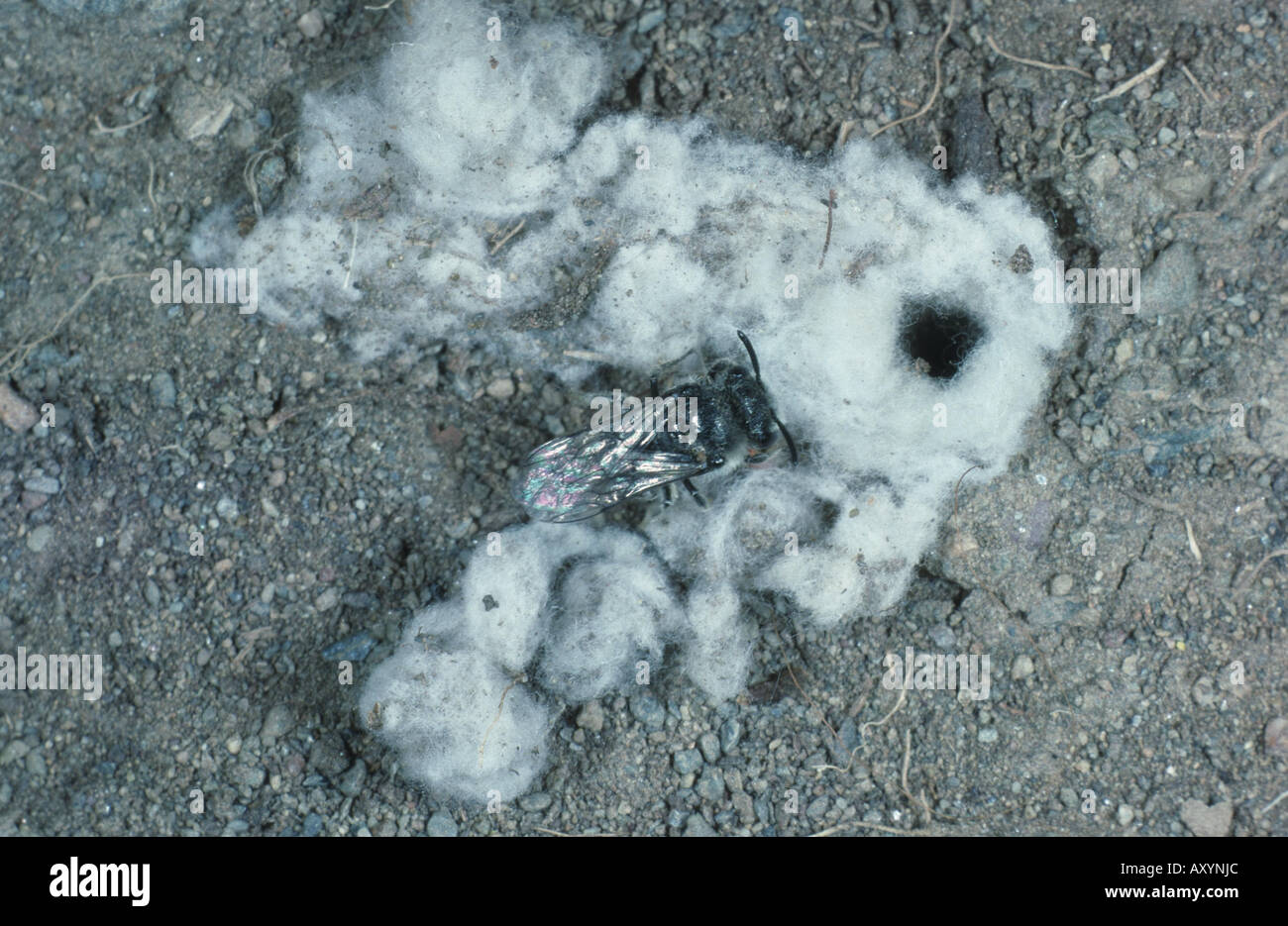 plasterer bees and yellow-faced bees, plumed bees, colletid bees ...