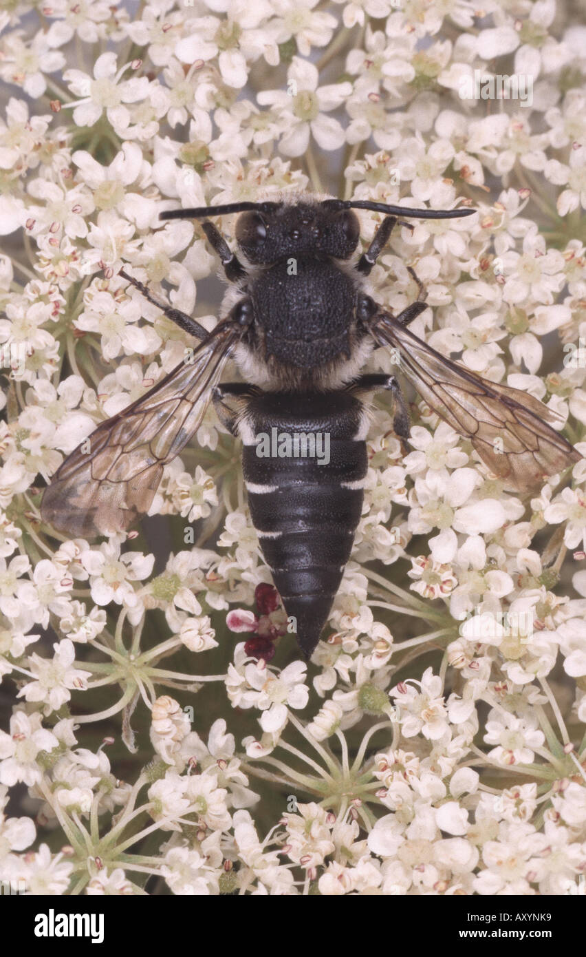 Coelioxys elongata hi-res stock photography and images - Alamy