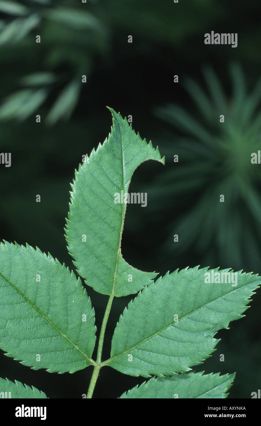 leafcutting bee (Megachile nigriventris), cutted leaf Stock Photo - Alamy