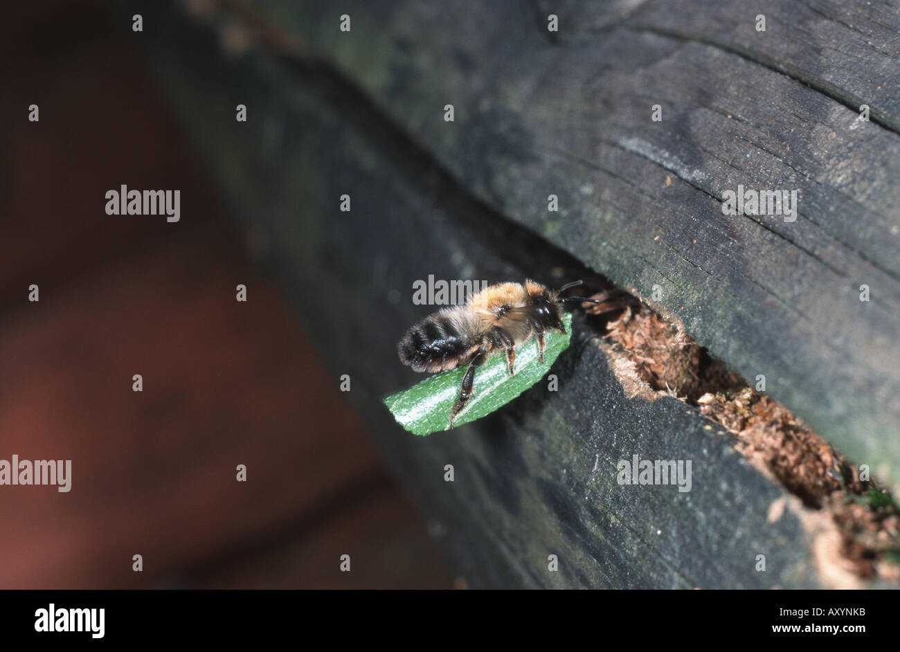 leafcutting bees, leaf-cutter bees (Megachile nigriventris), putting a ...