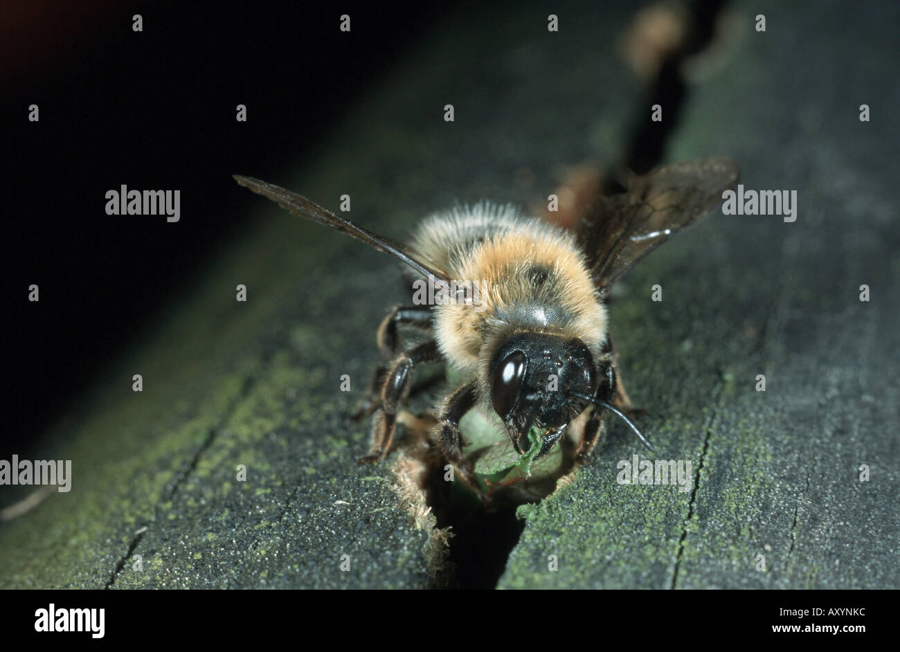 Leafcutting bees hi-res stock photography and images - Alamy
