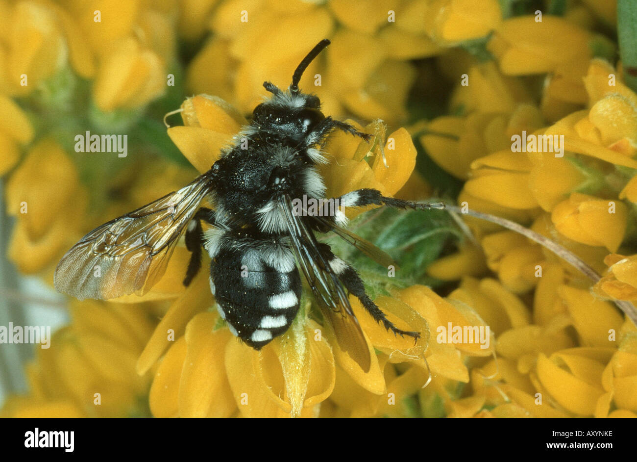 black-and-white cuckoo bee (Melecta luctuosa Stock Photo - Alamy