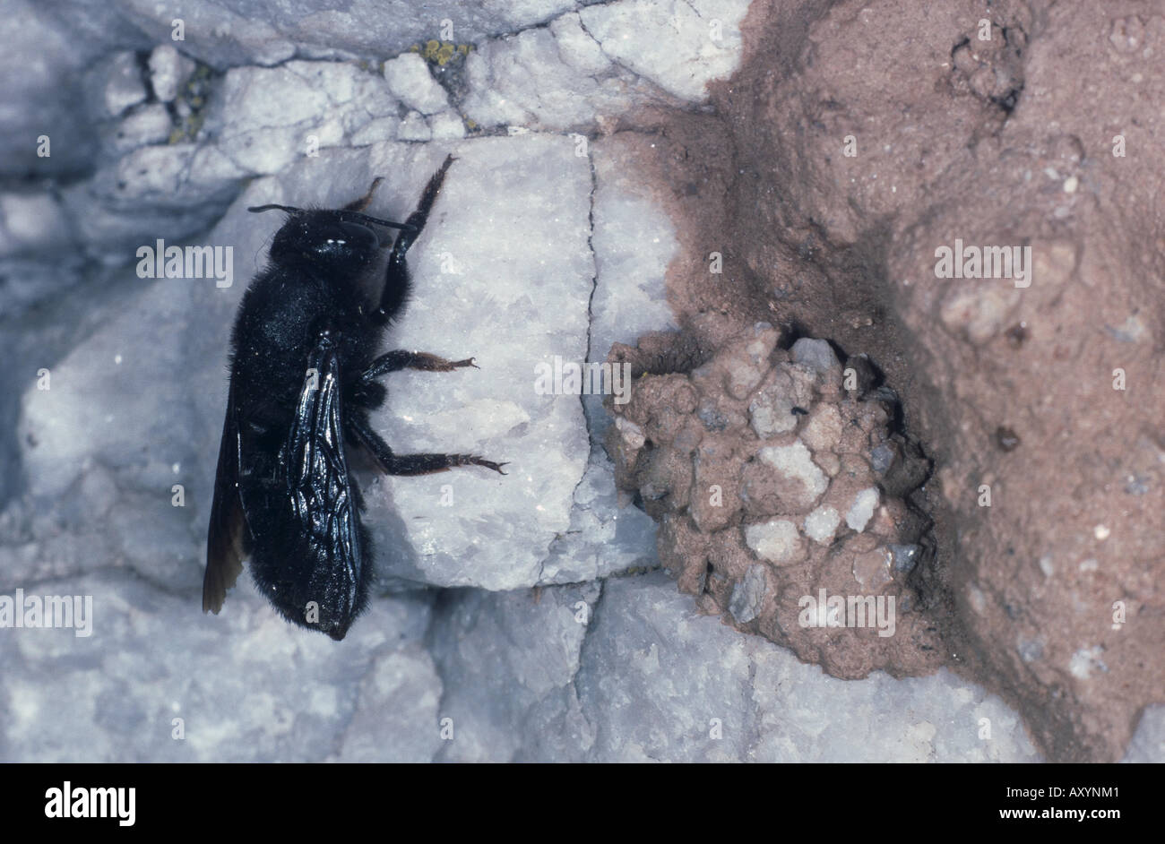 wall bee, mason bee (Megachile parietina, Chalicodoma parietina ...