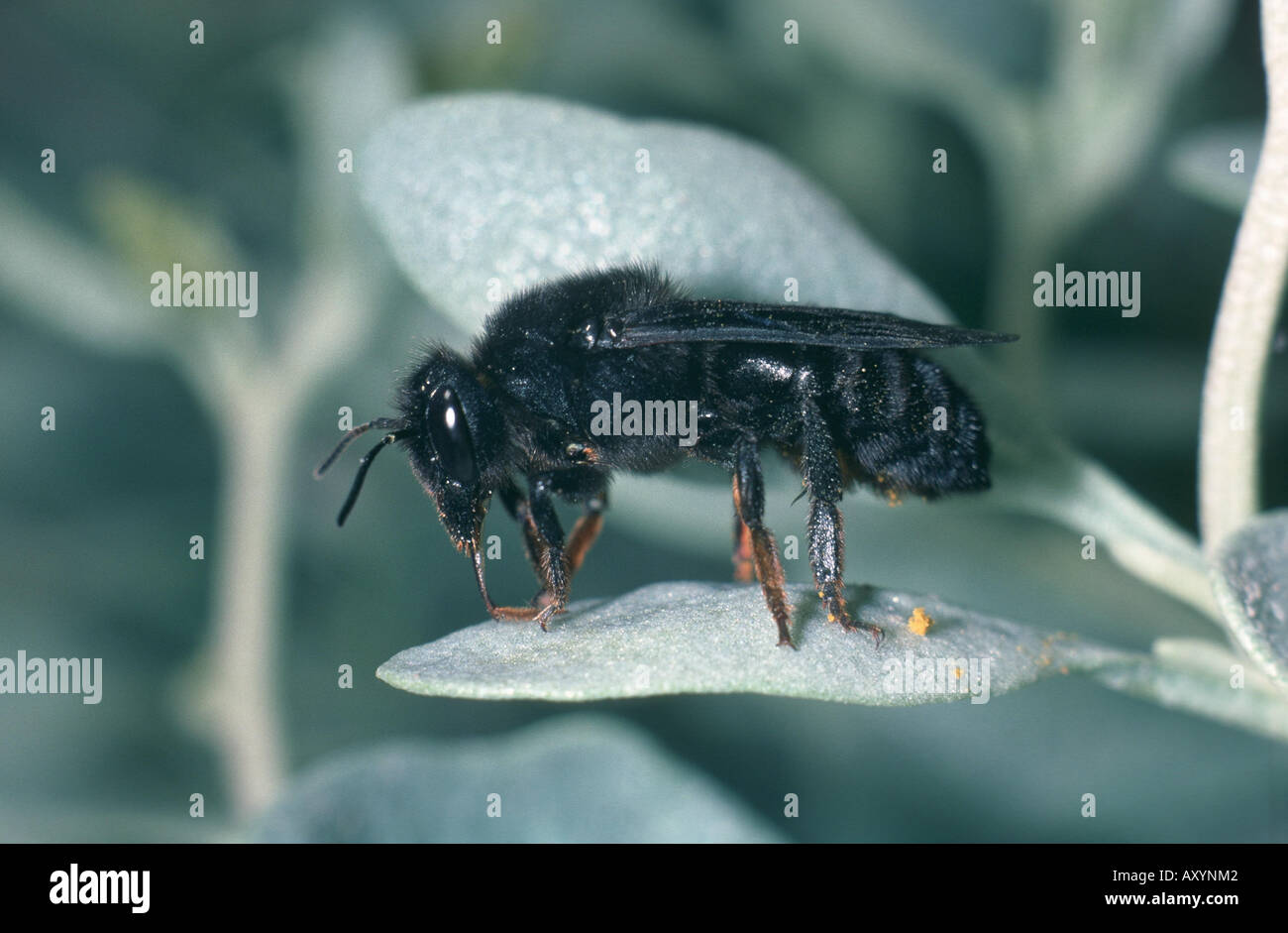 wall bee, mason bee (Megachile parietina, Chalicodoma parietina ...