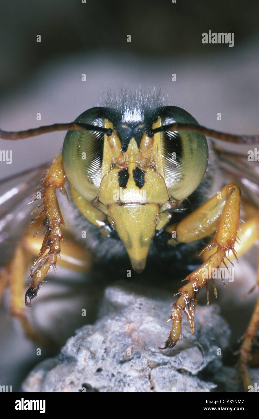 Bembix rostrata hi-res stock photography and images - Alamy