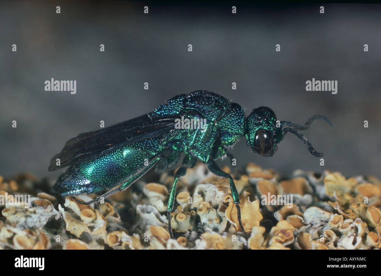 Chrysis cyanea hi-res stock photography and images - Alamy