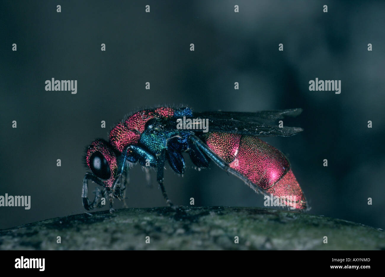 Cuprea hi-res stock photography and images - Alamy