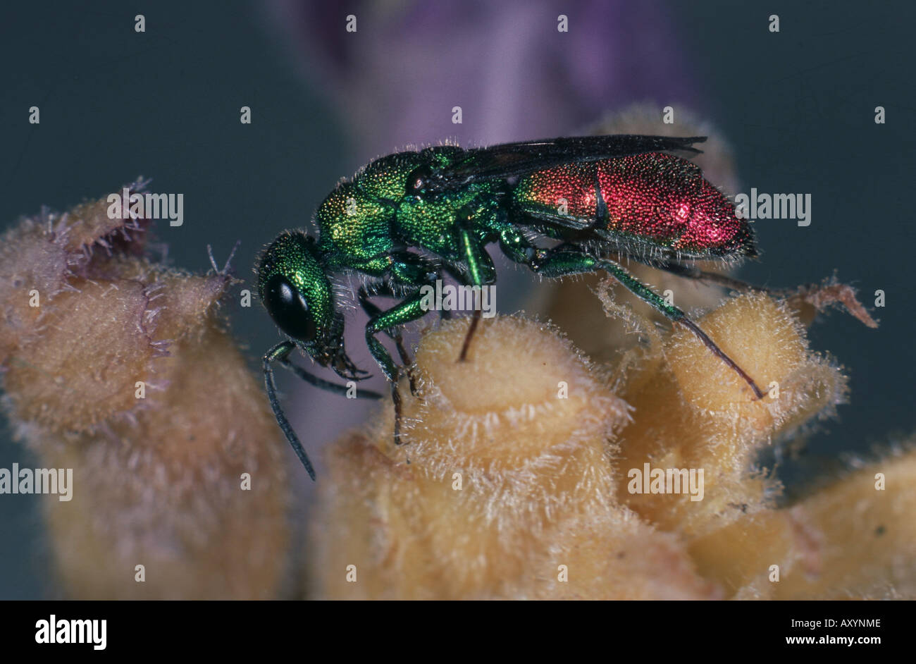 common gold wasp, ruby-tail, ruby-tailed wasp (Chrysis ignita Stock ...