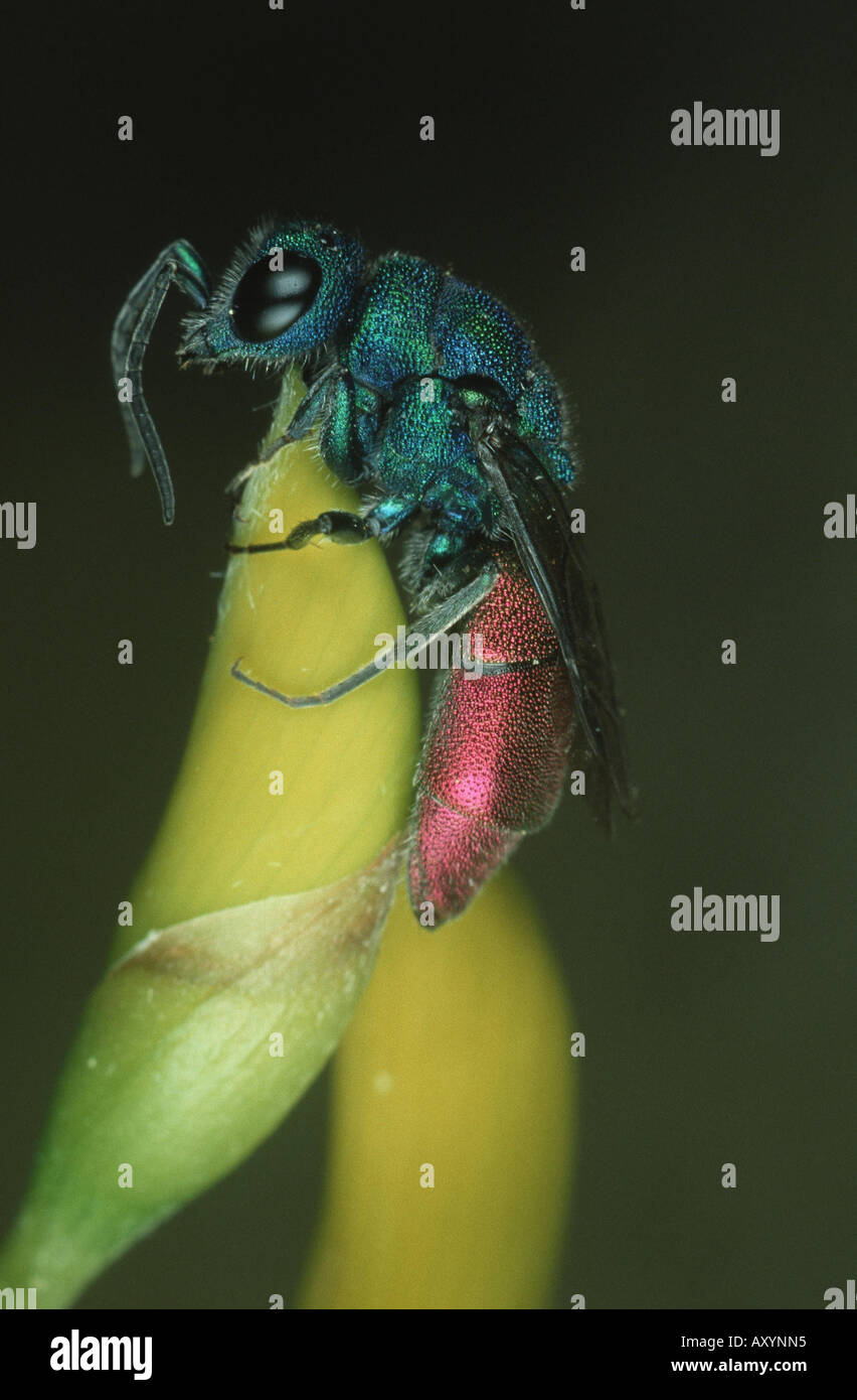 Gold spec hi-res stock photography and images - Alamy