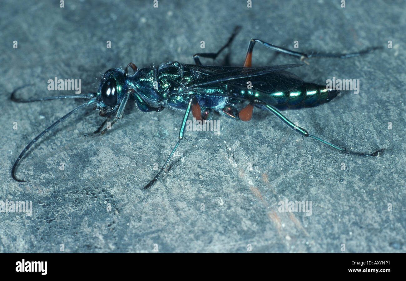 digger wasp (Ampulex compressa), Sri Lanka Stock Photo - Alamy