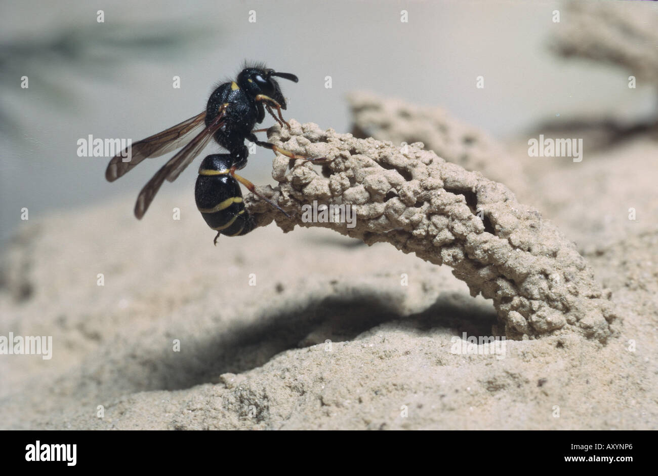 Odynerus hi-res stock photography and images - Alamy