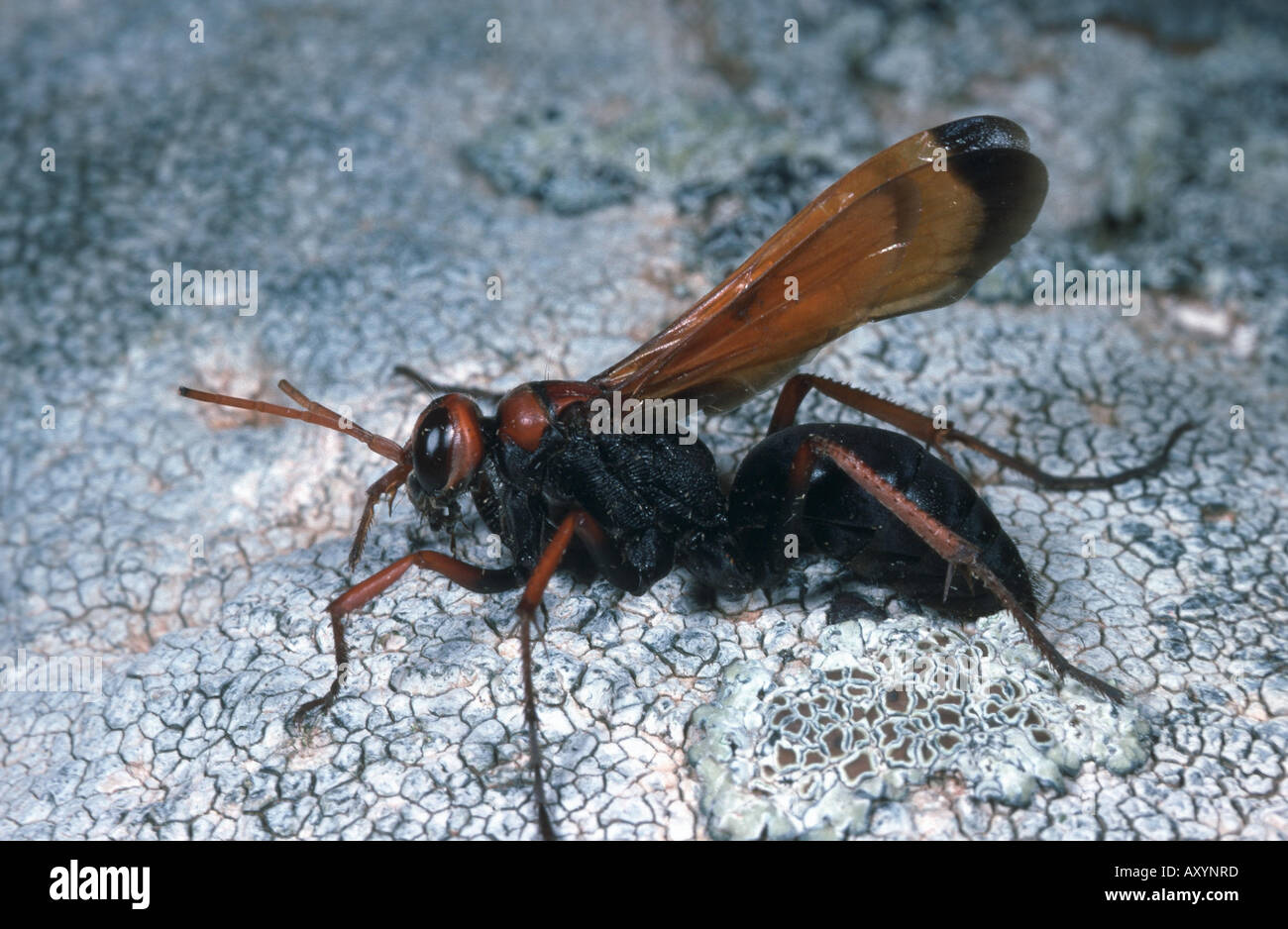 spider-hunting wasp (Hemipepsis barbata Stock Photo - Alamy