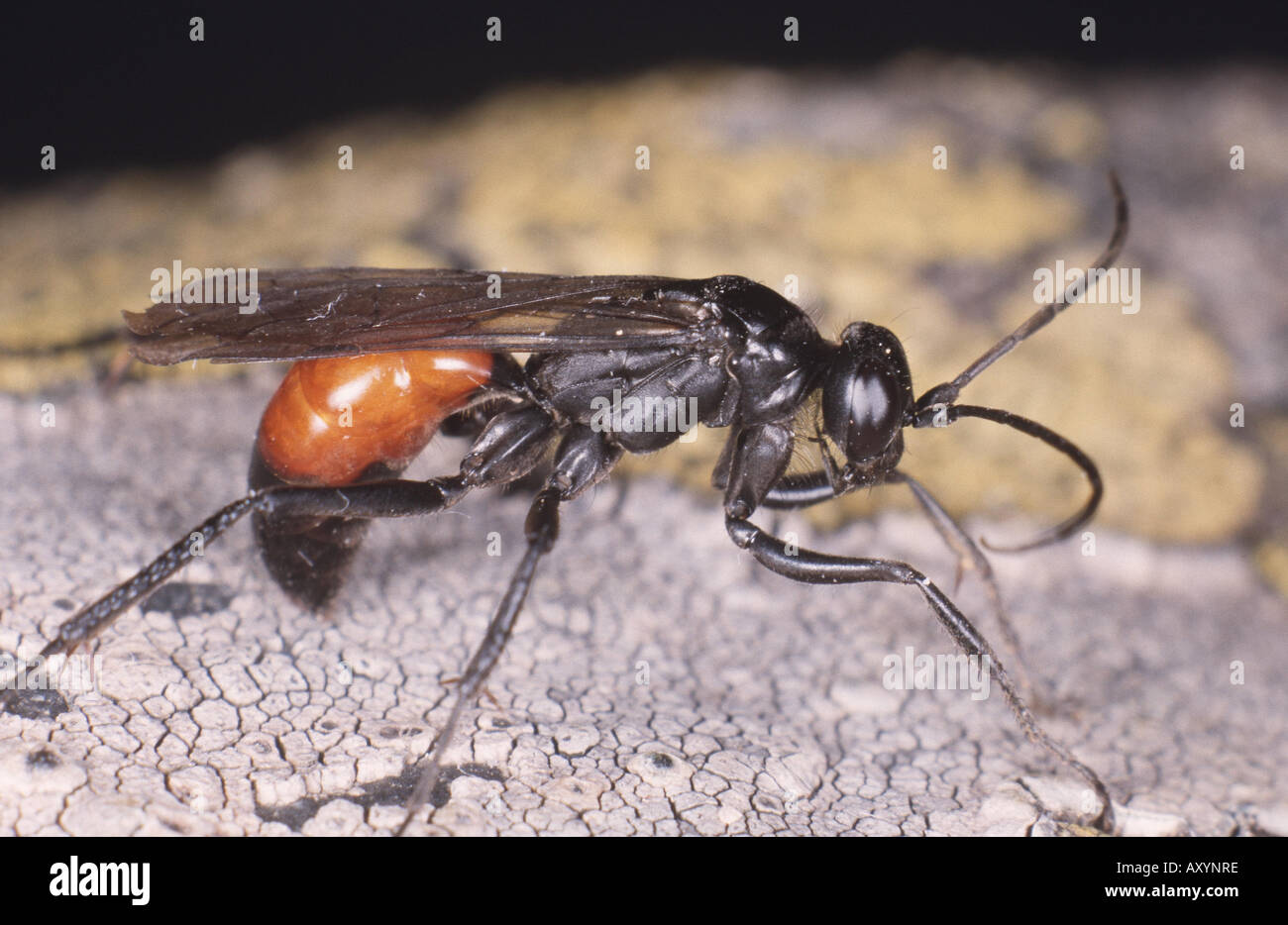 Spider Hunting Wasp High Resolution Stock Photography and Images - Alamy