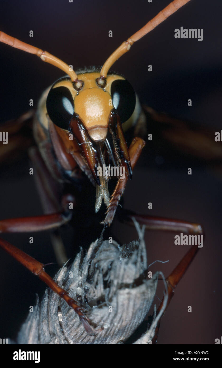 tropical wasp, portrait, Sri Lanka Stock Photo - Alamy