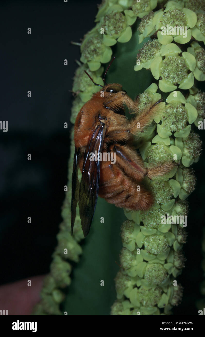 tropical bee, Cameroon Stock Photo - Alamy