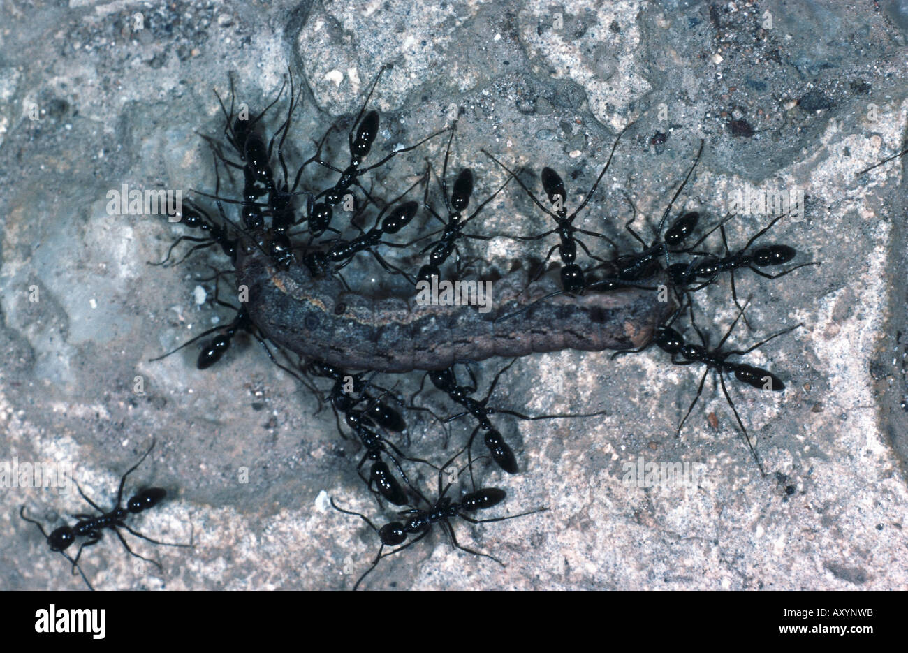 ponerine ants, primitive ants (bulldog ants) (Ponerinae), with captured ...