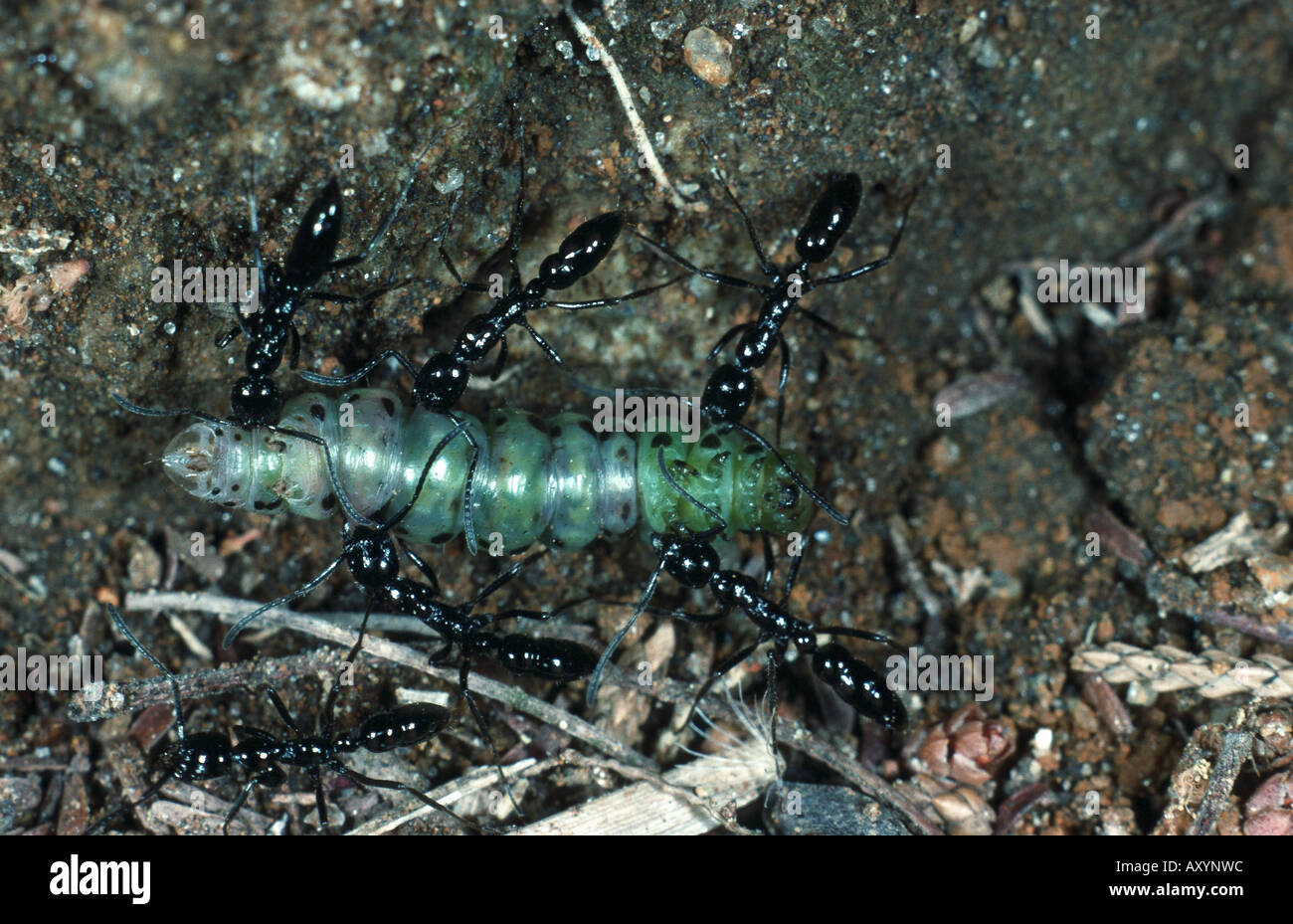 Ponerine ant hi-res stock photography and images - Alamy